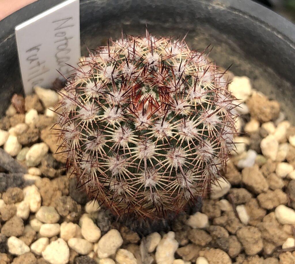 パロディア ルチランス ( Parodia rutilans ) ex.Notocactus 紅冠丸 | ☆ちょっぴり専門的☆そらりすの ...