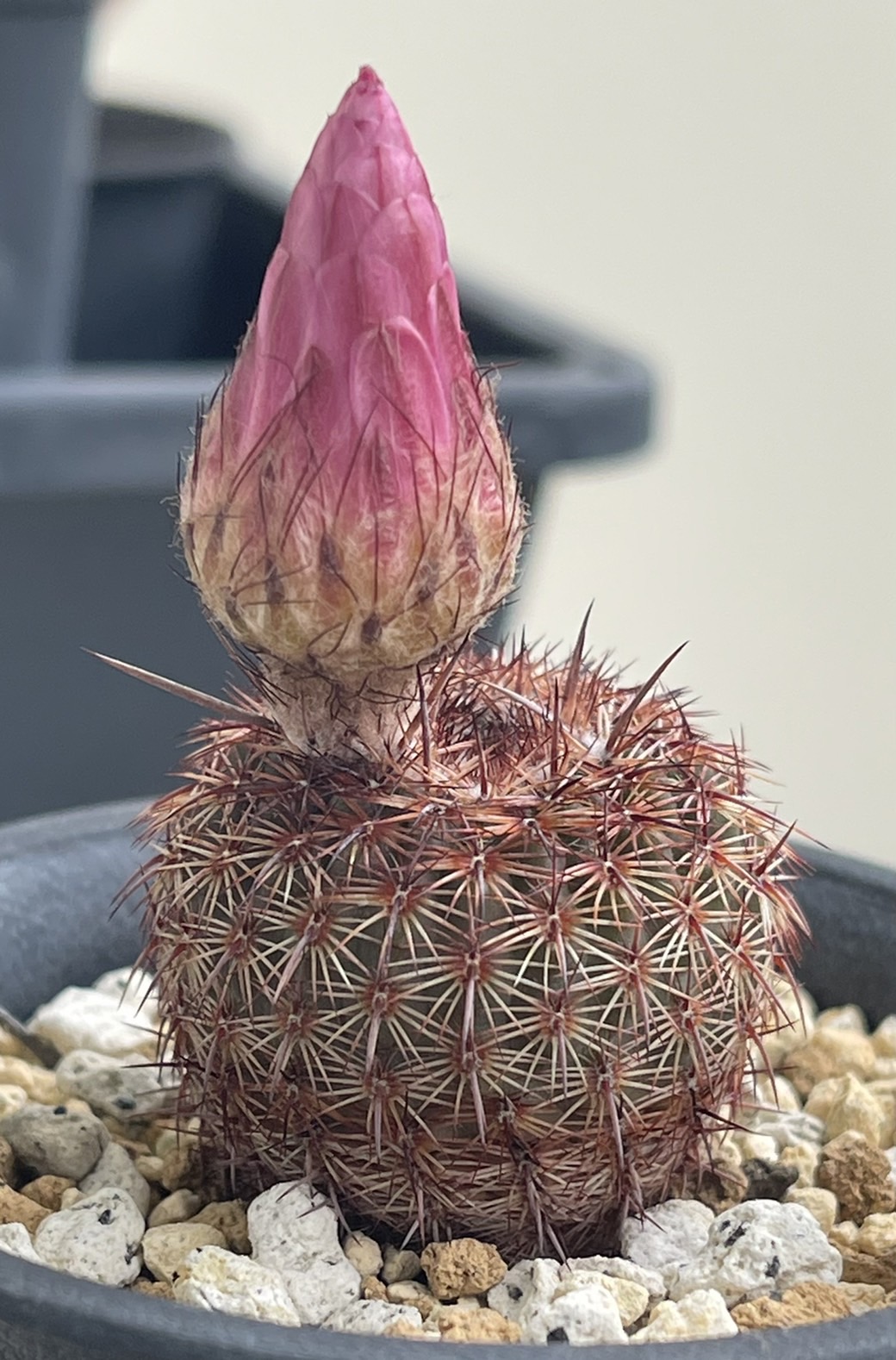 パロディア ルチランス ( Parodia rutilans ) ex.Notocactus 紅冠丸 | ☆ちょっぴり専門的☆そらりすの ...