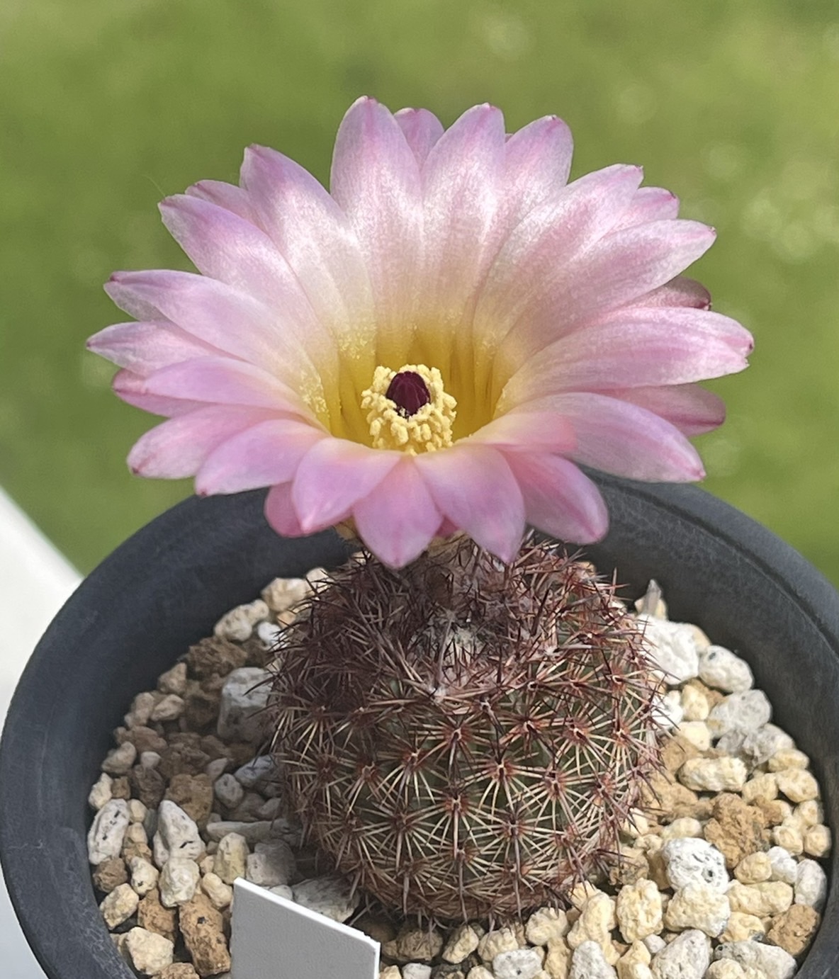 パロディア ルチランス ( Parodia rutilans ) ex.Notocactus 紅冠丸 | ☆ちょっぴり専門的☆そらりすの ...