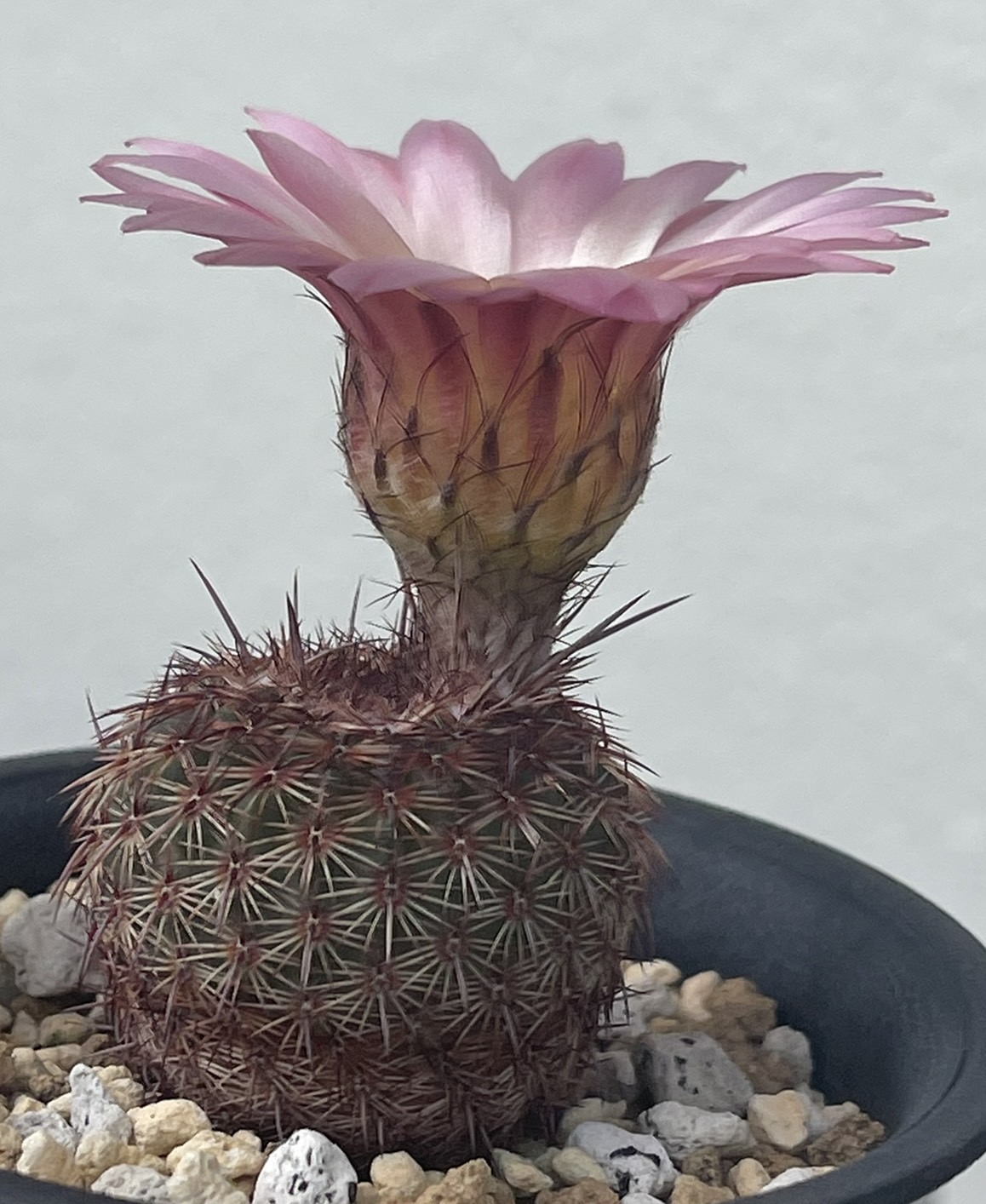 パロディア ルチランス ( Parodia rutilans ) ex.Notocactus 紅冠丸 | ☆ちょっぴり専門的☆そらりすの ...