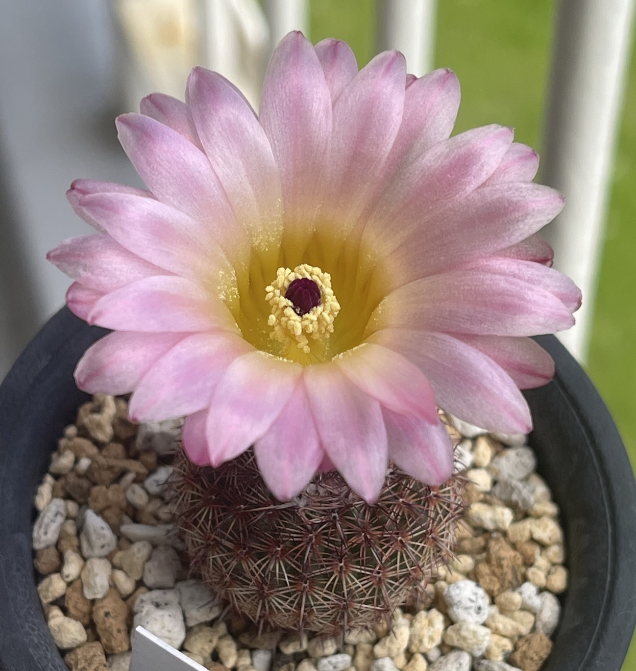 パロディア ルチランス ( Parodia rutilans ) ex.Notocactus 紅冠丸 | ☆ちょっぴり専門的☆そらりすの ...