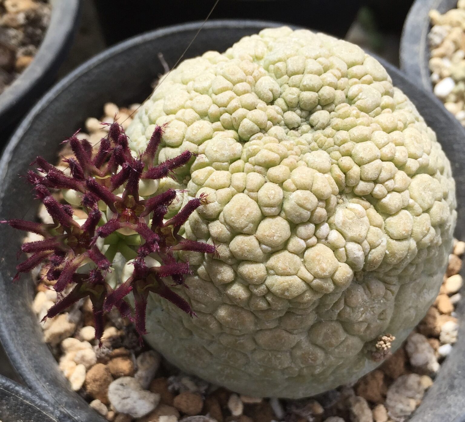 プセウドリトス ミギウルティヌス ( Pseudolithos migiurtinus ) | ☆ちょっぴり専門的☆そらりすのサボテン、球根 ...